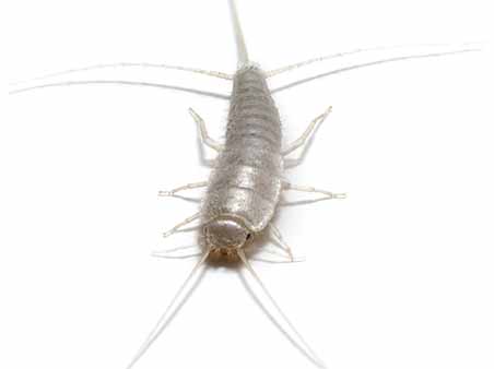 What’s the difference between silverfish and earwigs? | National ...